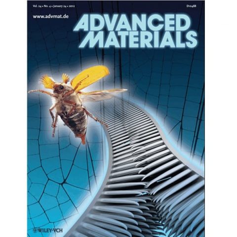 Beetle-mimetic Velcro? - Advanced Science News