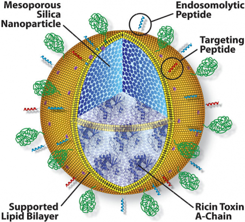 Protocells - A Versatile Drug Delivery Platform - Advanced Science News