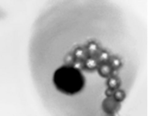 Janus particles that use multiple fuels for autonomous locomotion.