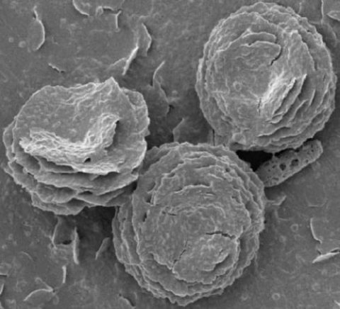 Highly crystalline inclusion complexes with amylose - Advanced Science News