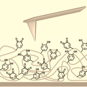 Ordered structure boosts DOPA-mediated adhesion - Advanced Science News