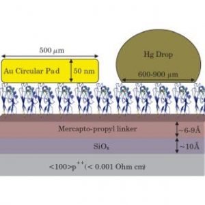 Efficient protein conductors for bioelectronics - Advanced Science News
