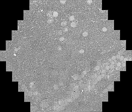 Speed of the world’s fastest SEM increased - Advanced Science News