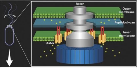 Bacterial Flagellar Motor