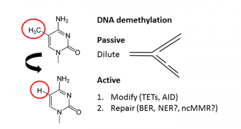 Active DNA demethylation: A two-step process - Advanced Science News