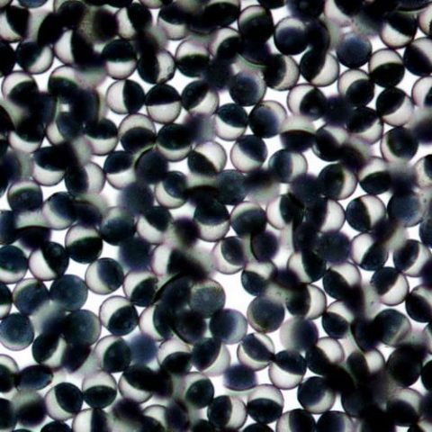 Spontaneous Formation of Bicolored Janus Particles - Advanced Science News