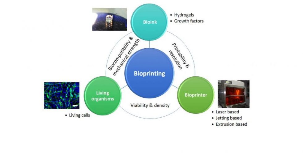 Printing Life - Bioprinting of Thermoresponsive Hydrogels - Advanced ...