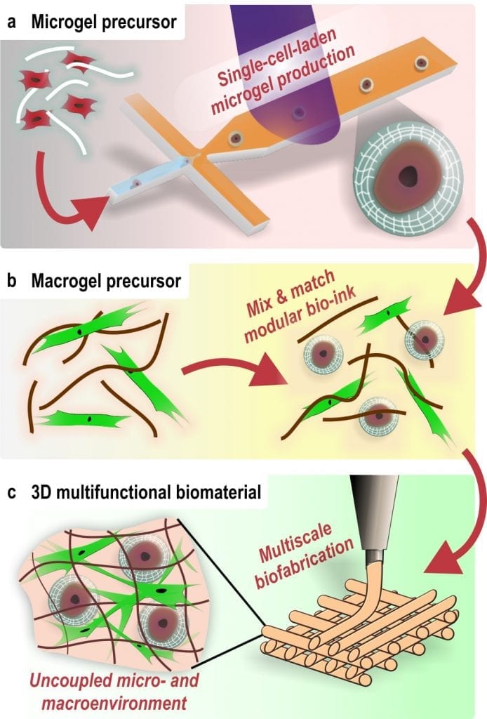 Tiny Bricks of Single Cells for 3D Synthetic Tissue - Advanced Science News