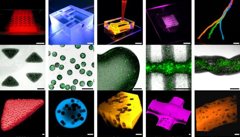 Tiny Bricks of Single Cells for 3D Synthetic Tissue - Advanced Science News