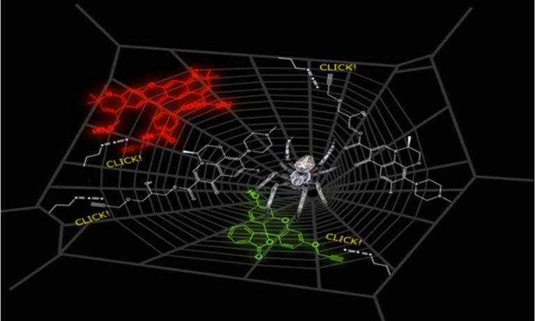 Antibiotic Spider Silk in Just One Click - Advanced Science News