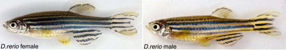 How Do Zebrafish Get Their Stripes? - Advanced Science News