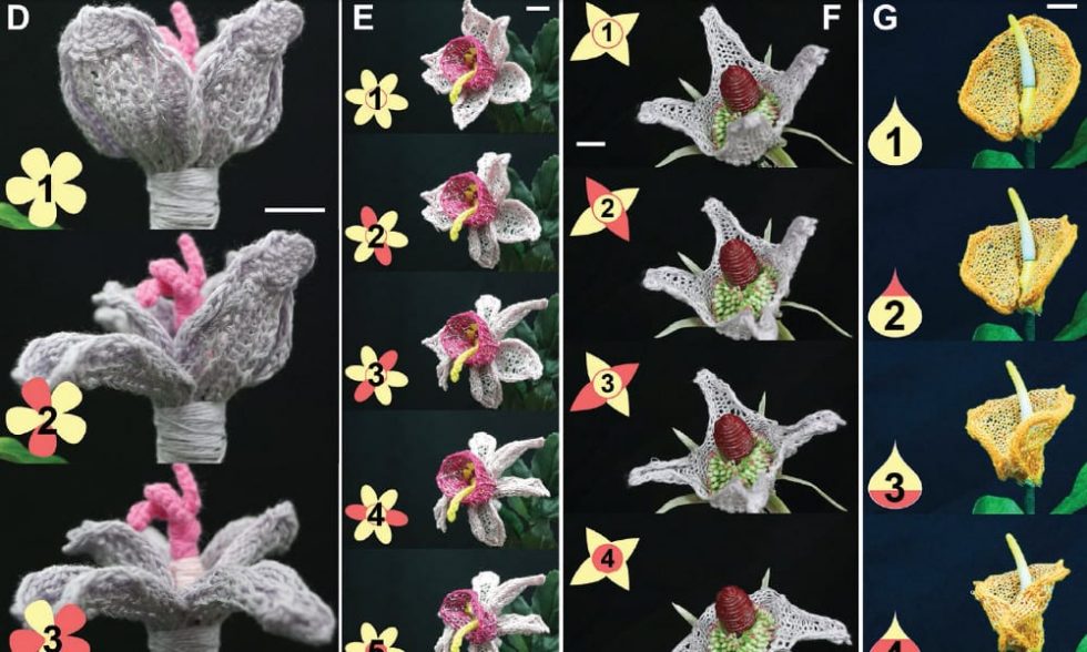 Blooming Knit Flowers - Advanced Science News