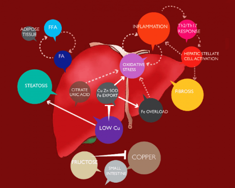 Essential But Toxic - Copper Homeostasis - Advanced Science News