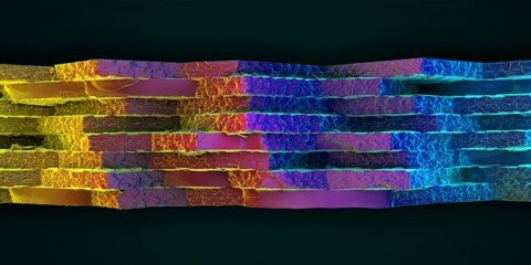 Uncovering Nature's Design Strategies - Advanced Science News