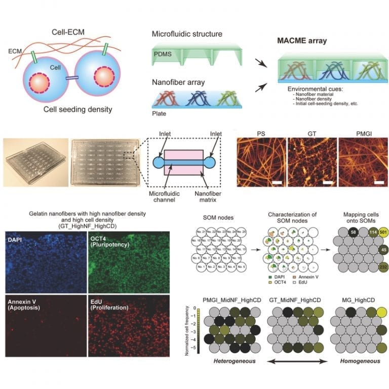 Artificial Cellular Microenvironments - Advanced Science News