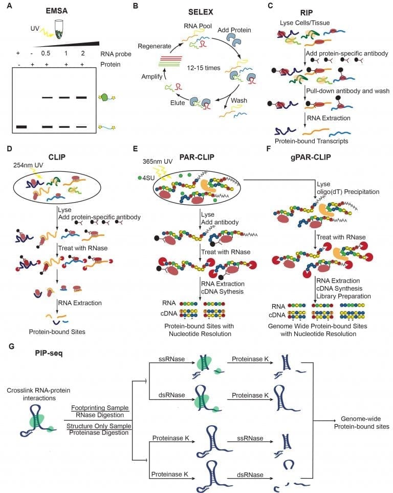 RNA Structure, Binding, and Coordination in Arabidopsis - Advanced ...