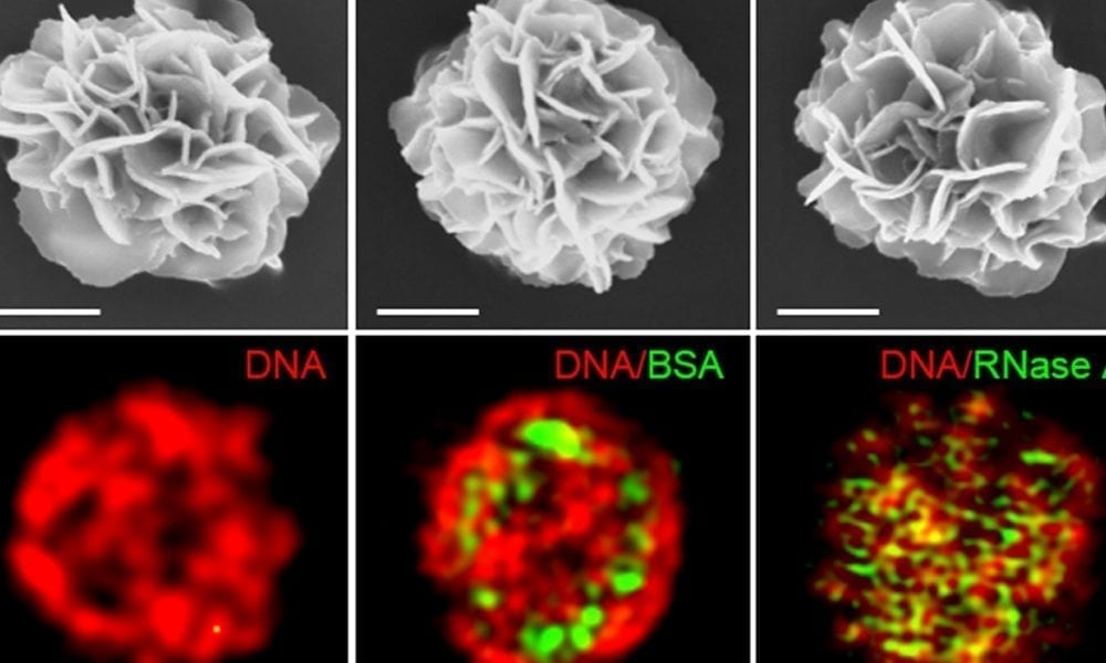 Using “DNA Flowers” as Carriers for Protein Delivery - Advanced Science ...
