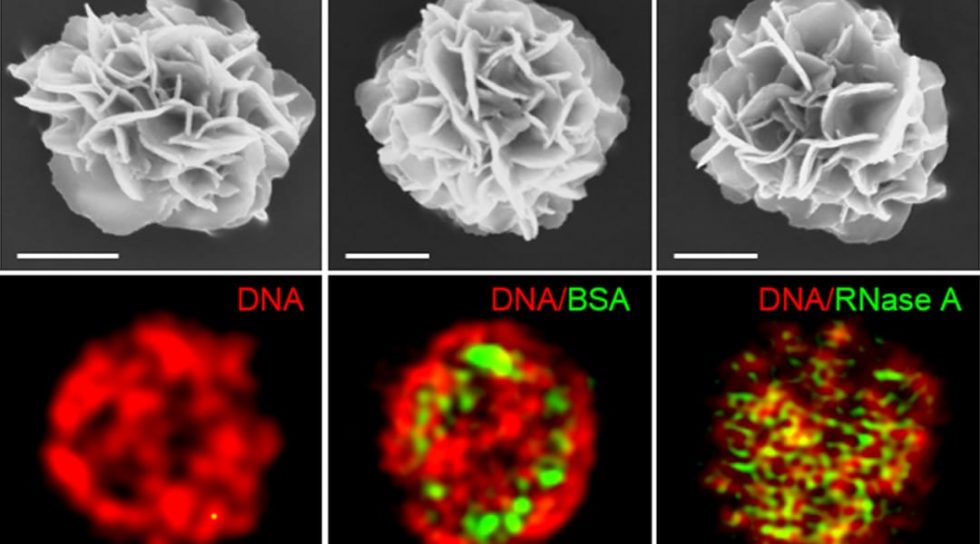 Using “DNA Flowers” as Carriers for Protein Delivery - Advanced Science ...
