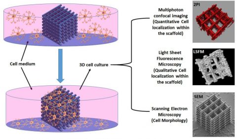 3D Cell Culture for Biological-Relevant, Neuroscientific, In Vitro ...