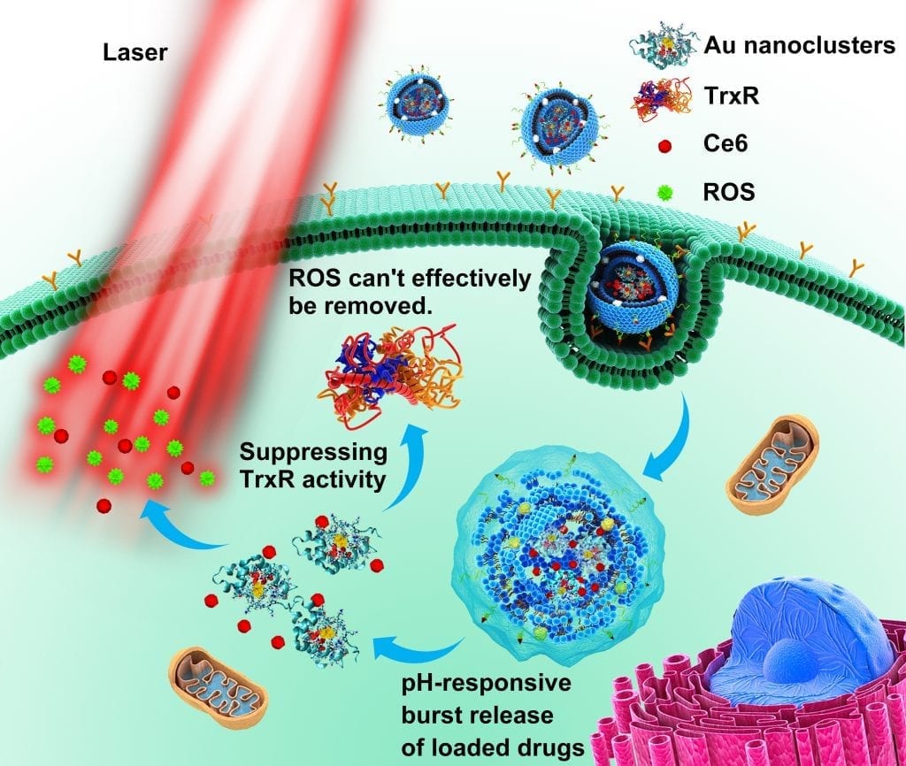 Reaching Gold Standards in Photodynamic Therapy - Advanced Science News