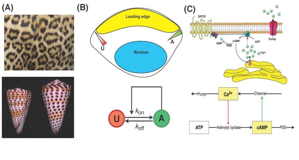 Stability Analysis in Spatial Models of Signaling - Advanced Science News