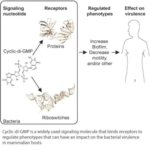 Cyclic-di-GMP Regulation of Virulence in Bacterial Pathogens - Advanced ...
