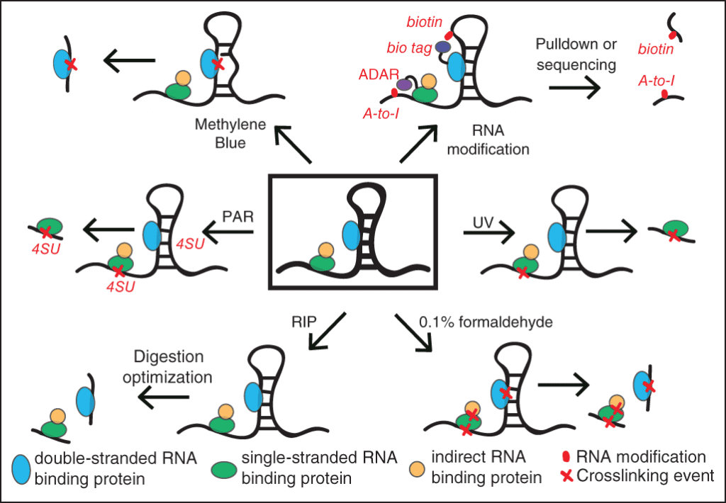 Measuring Protein Rna Interactions Inside Living Cells Advanced