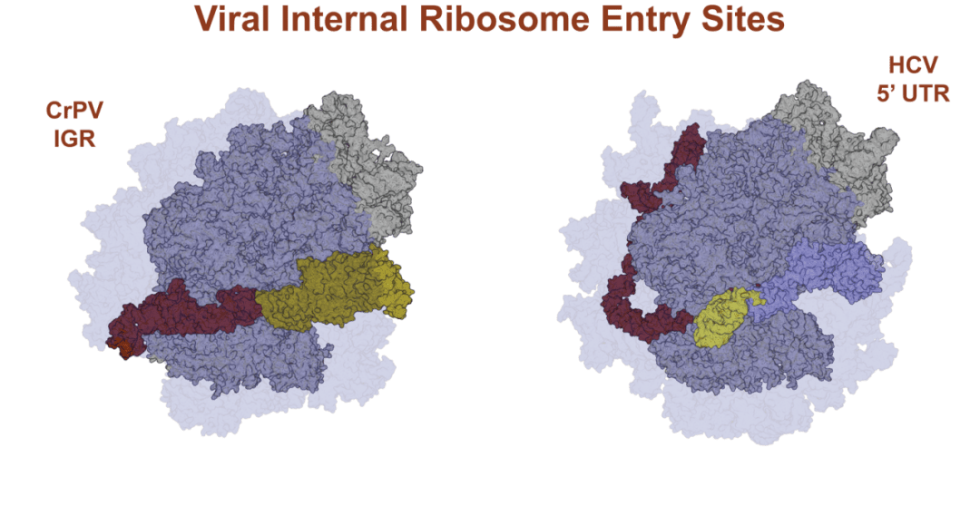 Viral Internal Ribosomal Entry Sites: Four Classes for One Goal ...