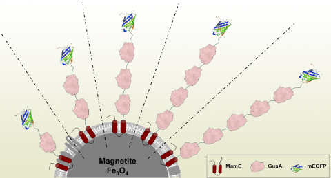 Magnetosomes: Natural Magnetic Nanoparticles for Biomedical ...