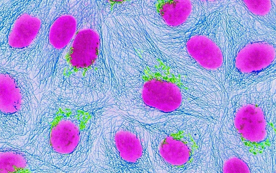 Manipulating Proteins Inside Living Cells Advanced Science News