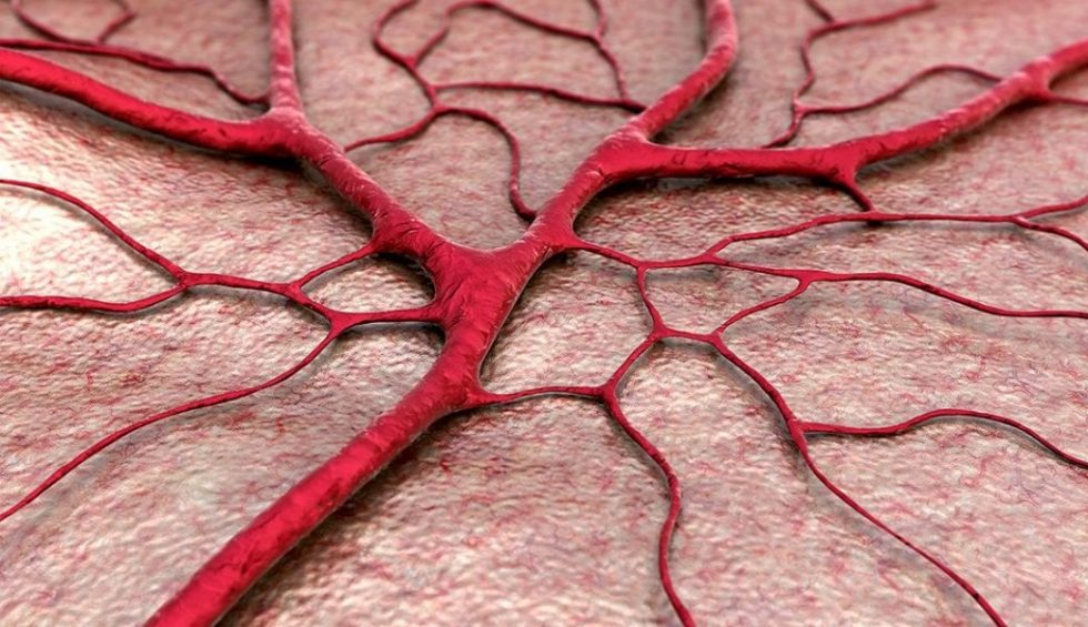The Fourth Dimension: Fabricating Artificial Blood Vessels with 4D ...
