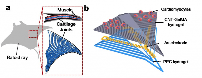 Electrically Driven Bio-Inspired Soft Robots - Advanced Science News Electrically Driven Bio-Inspired Soft Robots - Advanced Science News