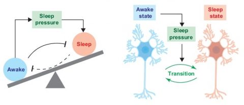 Asleep or Awake? Deciphering the Molecular Mechanisms of Sleep ...