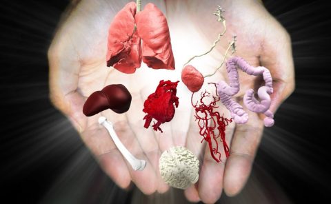 Body On Chip: Are We There Yet? - Advanced Science News