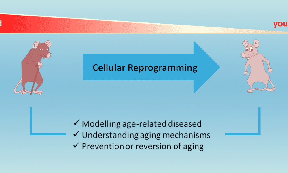 Cellular Reprogramming: A New Way to Understand Aging Mechanisms ...