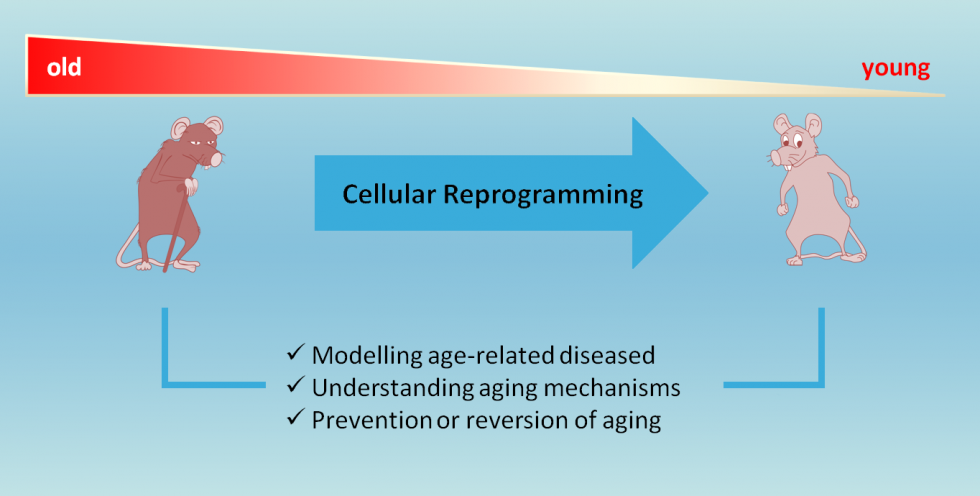 Cellular Reprogramming: A New Way to Understand Aging Mechanisms ...