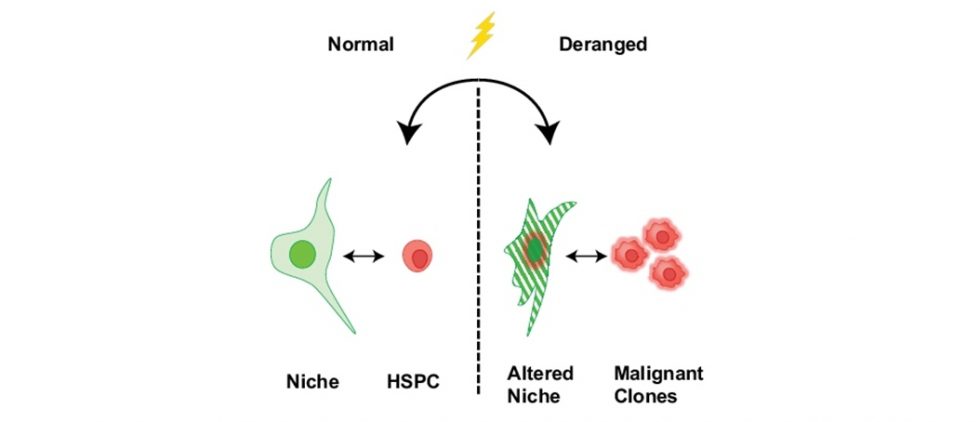 Hematopoiesis in the Bone Marrow Microenvironment: Of Cells, their ...