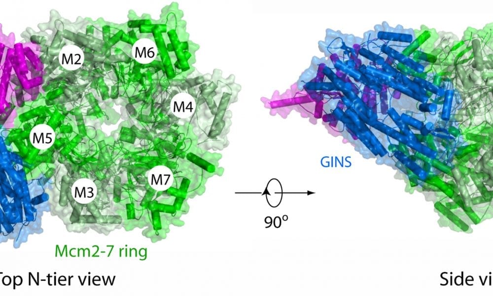 Engage and Move Forwards: Eukaryotic CMG Helicase Leads the Way at ...
