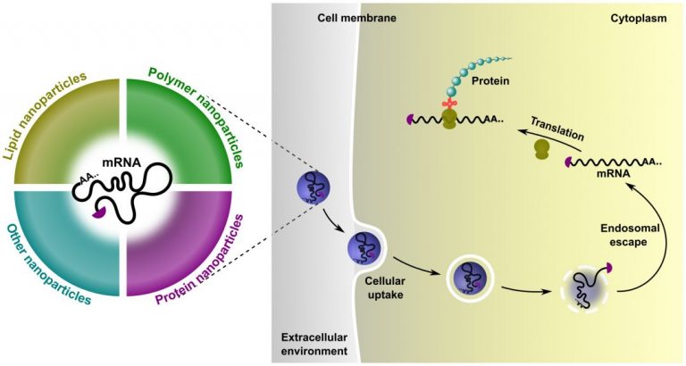 Nanoscale Platforms for Messenger RNA Delivery - Advanced Science News
