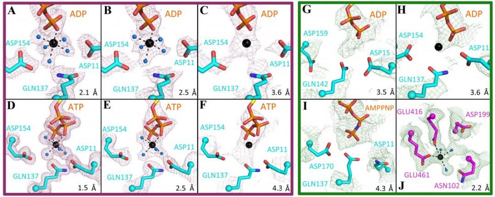Imaging Biological Filament Systems - Advanced Science News
