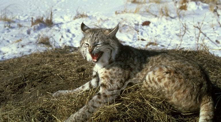 Bobcat Deaths: The New Canary in the Coalmine - Advanced Science News