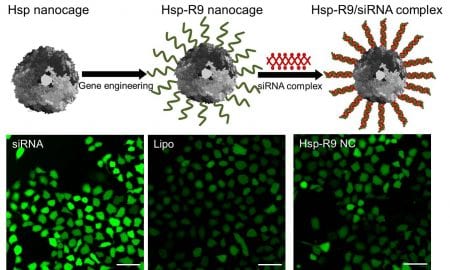 Anne Pfisterer, Author at Advanced Science News