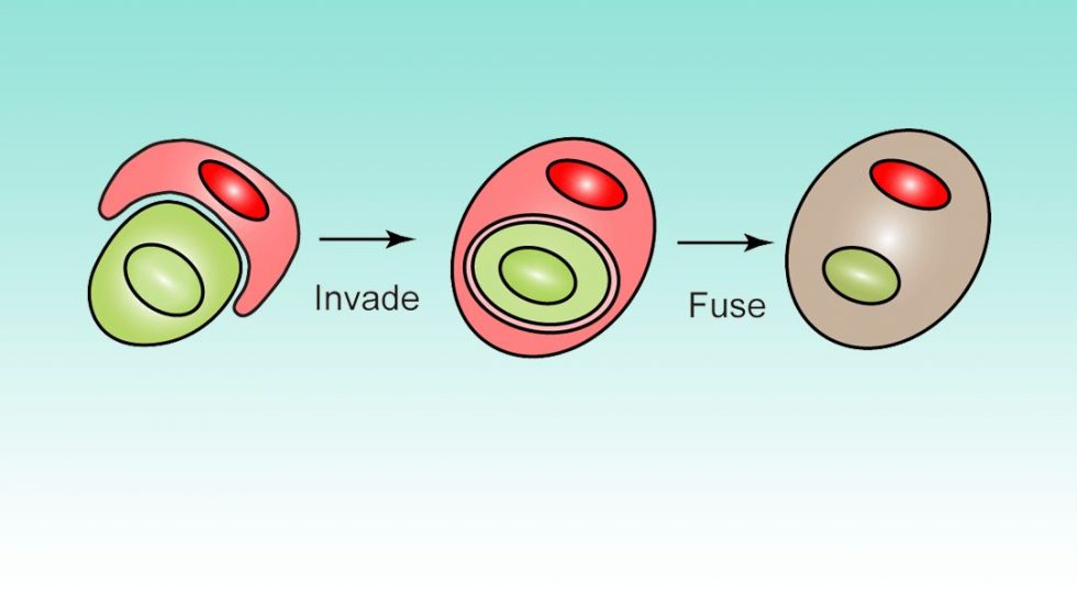 Invader Cells as Delivery Vesicles for Various Cargo Molecules ...