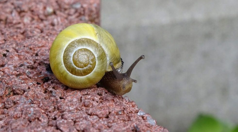 Snail-Scale Study Shrinks Landscape Genetics to Manageable Size ...