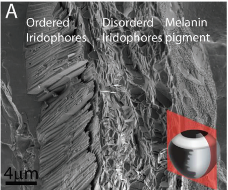 Fishing for the Structure of the Iris - Advanced Science News