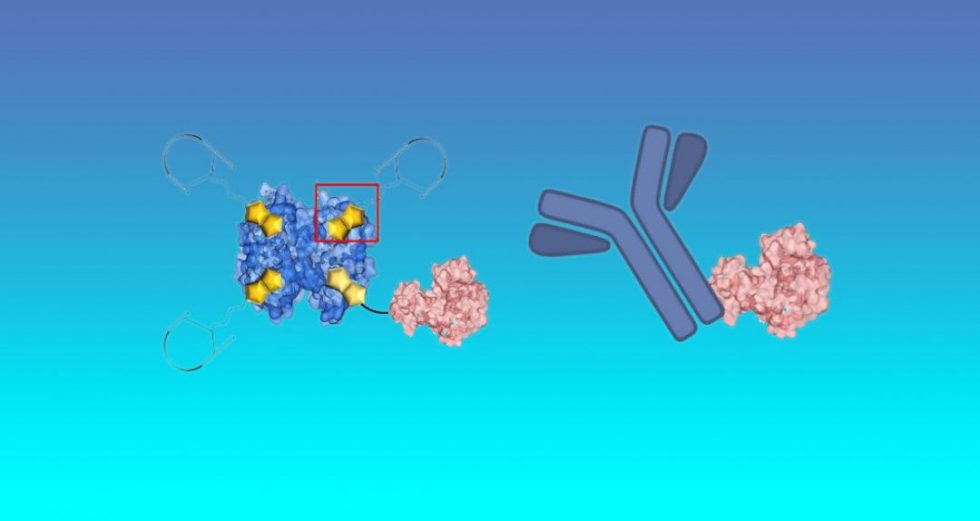 Chemically Engineered Fusion Proteins beyond Nature’s Machinery ...