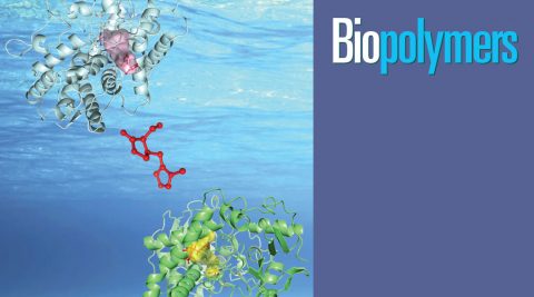 Call for Nominations: Biopolymers Murray Goodman Memorial Prize ...