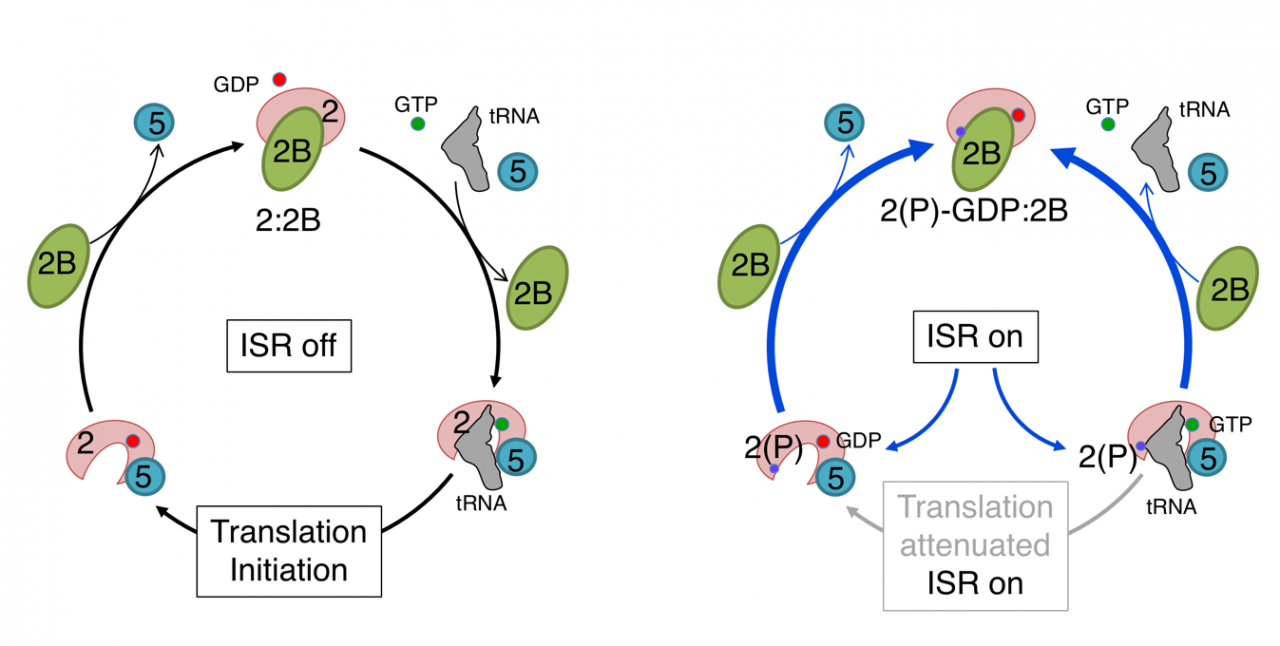 Control of Protein Synthesis During the Integrated Stress Response ...