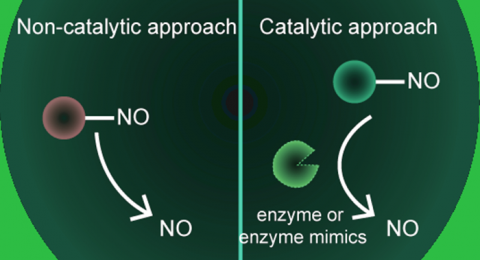 Nitric Oxide – A Simple Molecule with Complex Actions - Advanced ...