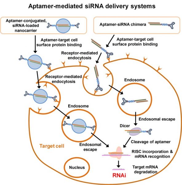 Targeted siRNA Delivery Using Aptamer-siRNA Chimeras and Aptamer ...